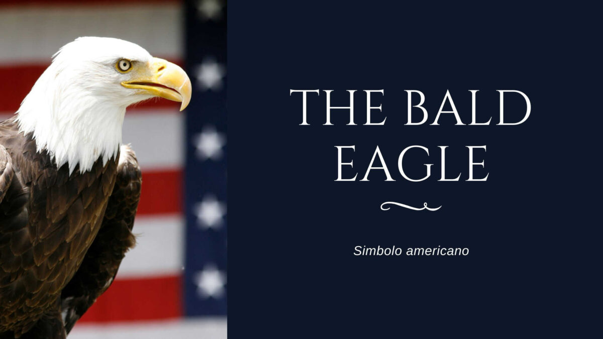 L’aquila di mare testabianca – Simbolo americano – Parole Sparse